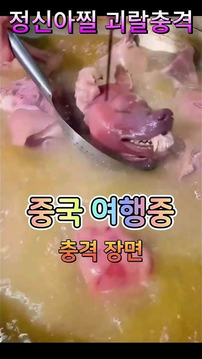 중국 개 축제 개고기 중국 Youtube