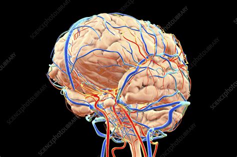 Vascular System Of Brain Illustration Stock Image F043 9920