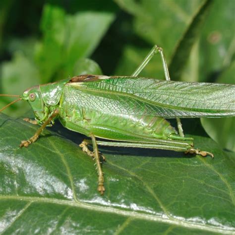 Discover Katydid Lifecycle Diet Facts And More Bugbrief