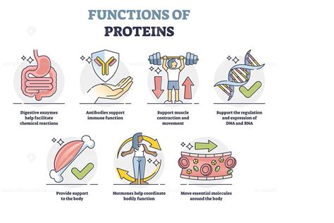 Function Of Protein 2022