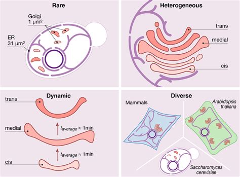 Golgi Properties That Hinder The Discovery Of Novel Contacts Rare The