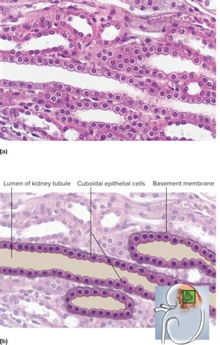 The Types Of Epithelium Cells That Make Tissue 5 2 Flashcards Quizlet