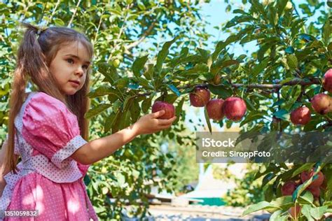 한 어린이가 녹색 정원의 가지에서 붉은 사과를 뽑습니다 어린 소녀가 사과를 따기 위해 있습니다 가을에 대한 스톡 사진 및 기타 이미지 Istock