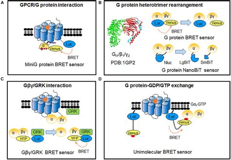 Frontiers Detecting And Measuring Of Gpcr Signaling 52 Off