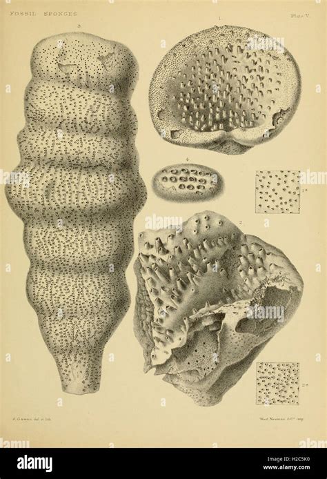 This Catalogue Provides A Comprehensive List Of Fossil Sponge Species Housed In The British