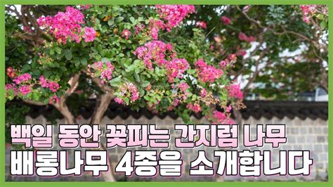 백일동안 꽃을 피우고 간지럼 나무라고도 불리는 백일홍을 아시나요 Youtube