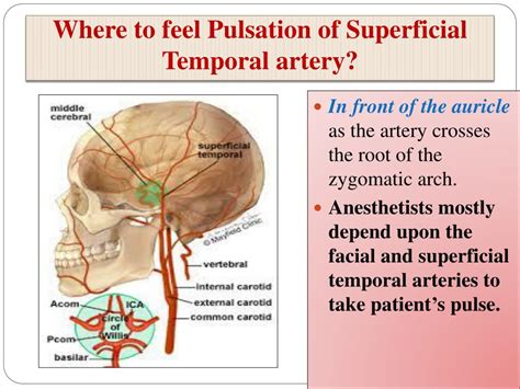 Superficial Temporal Artery Anatomy Branches Supply K