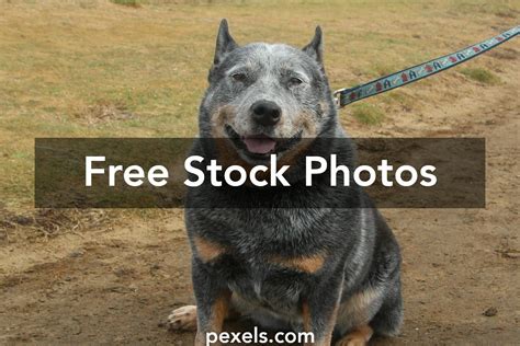 Agile Develpment Photos Download The Best Free Agile Develpment Stock