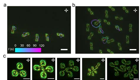 Monomer Dimer Trimer…macromolecules In The Topological World Research Communities By