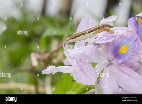 Asian Grass Lizard Six Striped Long Tailed Lizard Or Long Tailed