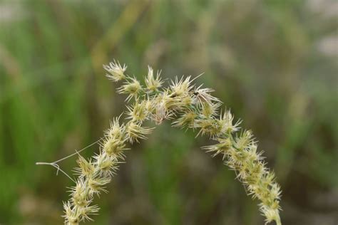 20 Types Of Stickers In Grass How To Identify And Eliminate Them The Plant Bible