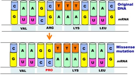 Genetic Mutation Flashcards Quizlet