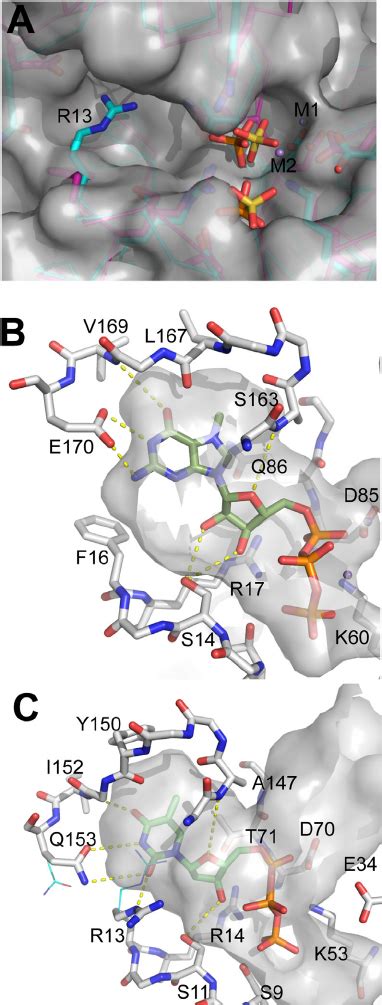 Structural Basis Of Different Substrate Specificity Of Two Maf