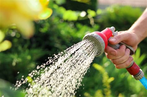 ¿cómo Realizar Un Riego Adecuado De Tus Plantas De Jardín Blog Aepla