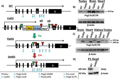 Molecular Characterization Of Peg3flpko And Peg3delko Mouse Lines A