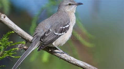 Florida State Bird The Northern Mockingbird Explained States Tale