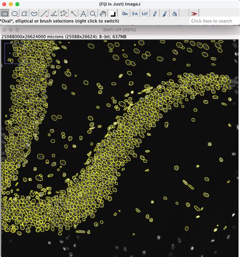 Introducing Cell Segmentation Api And Scripts To Call From Qupath And Imagejfiji Image