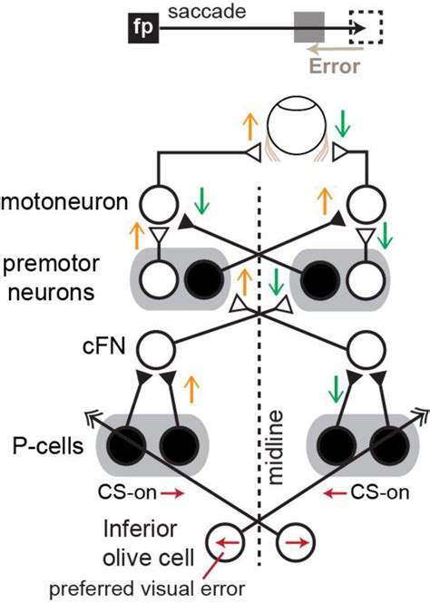 Schematic Diagram Of Cerebellar Contributions To Control Of A Saccade Download Scientific