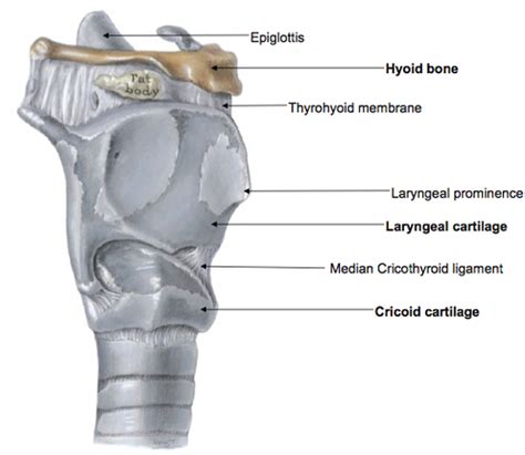 Cricoid Cartilage Posterior Aspect Of