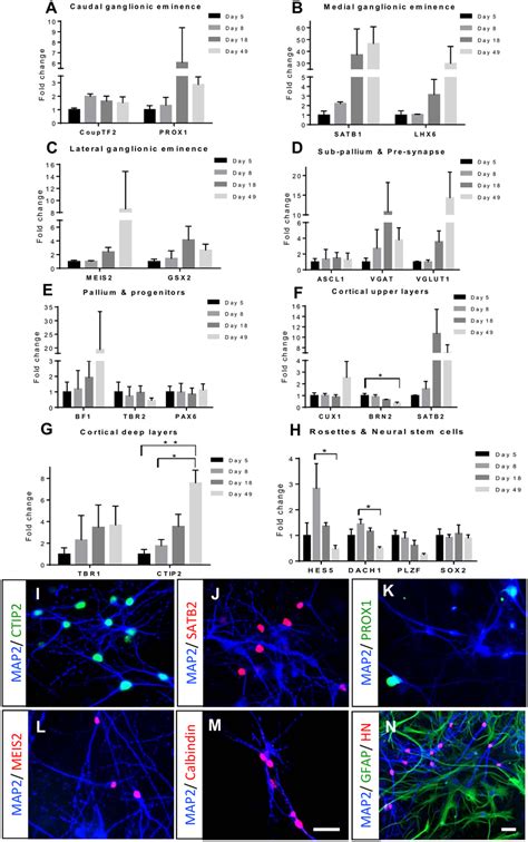 Rna And Immunocytochemical Analysis Of Hnes Cell Derived Neuronal