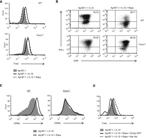 Transcription Factor Foxo1 Represses T Bet Mediated Effector Functions And Promotes Memory Cd8