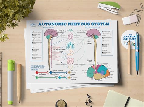 Autonomic Nervous System Anatomy Printable Poster Etsy