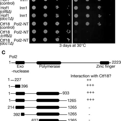 Ctf18 Rfc Associates With An Amino Terminal Region Of Pol2 Anterior To