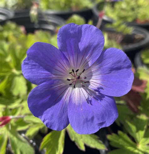 Geranium Rozanne Tantalus Plant Nursery And Flower Farm