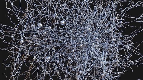 Allen Institute Helps Map Brains Connections