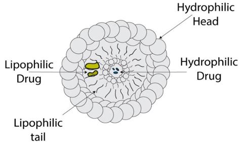 Illustrative Depiction Of Niosome Structure Download Scientific Diagram