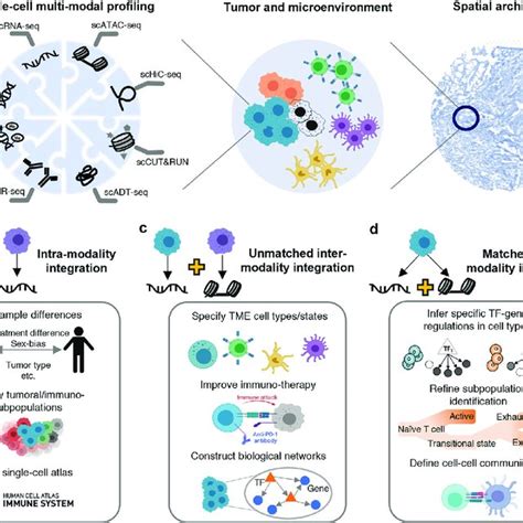 Scmulti Omics Profiling And Application Examples In Immuno Oncology A Download Scientific