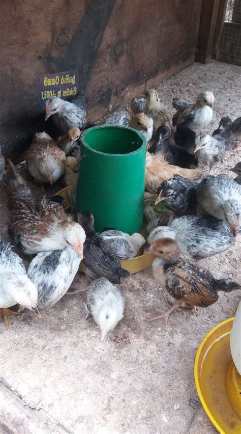 අපේ කුකුල් ගොවිපල 0778111805 Gampaha