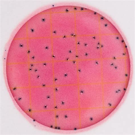 Crm For Petrifilm Licoliform Count Plate Alternative Method For