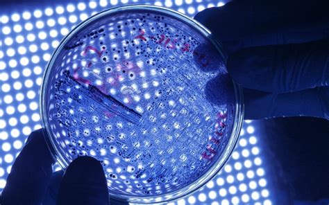 Bacteria Sensors Harrick Plasma