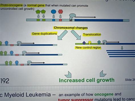 18 Cancer Recessive And Dominant Mutations Flashcards Quizlet