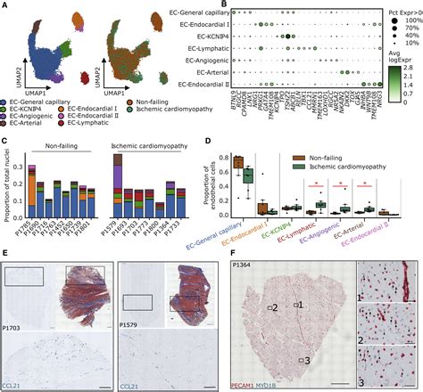Single Nucleus Rna Sequencing In Ischemic Cardiomyopathy Reveals Common Transcriptional Profile