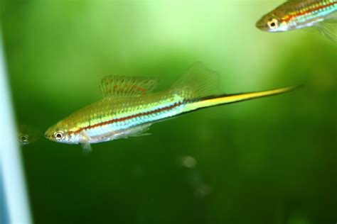 Images Of Japaneseclass Jp