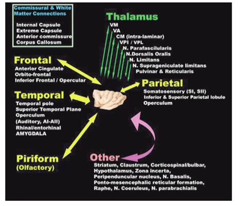 Insular Resection Neupsy Key