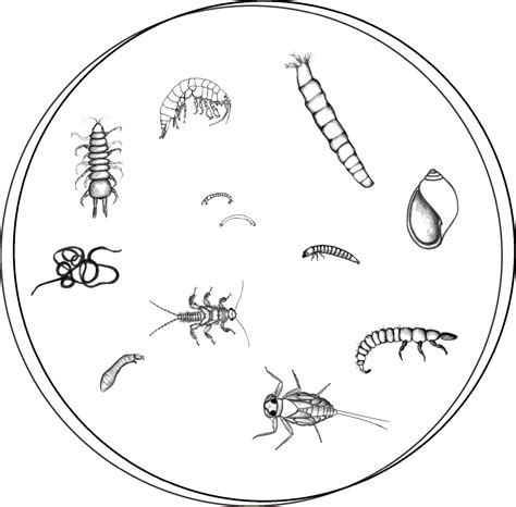 BMS GeoChicks Macroinvertebrate Study