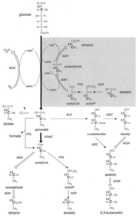 Schematic Pathways Of Glucose And Acetate Cometabolism In L