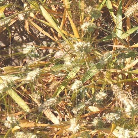 Wheat Segmentation Instance Segmentation Dataset By Wheat Seg