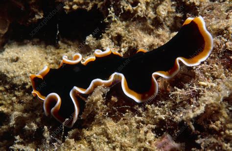 Marine Flatworm Pseudobiceros Hancocokanus Stock Image Z1550018 Science Photo Library