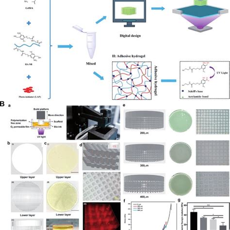 A Fabrication Of Rapid Gelation And Tough Gelmaha Nblap Hydrogel Download Scientific