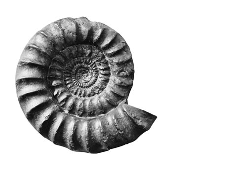 Collecting Fossils A Beginners Guide To Buying Fossils Online