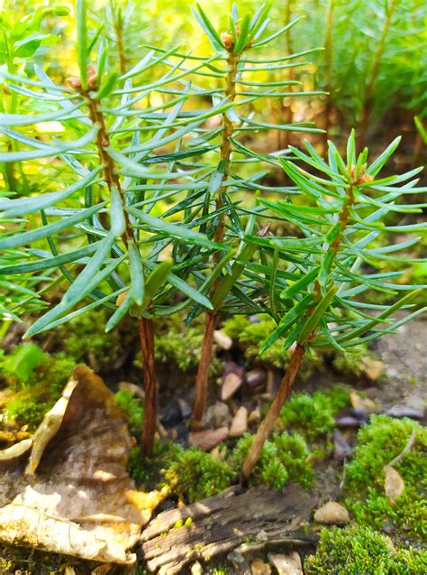 მცენარეები Gori