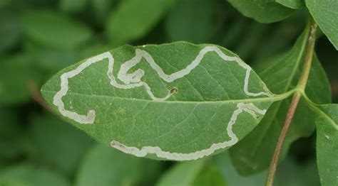 Battling Leaf Miners Strategies For Protecting Your Plants