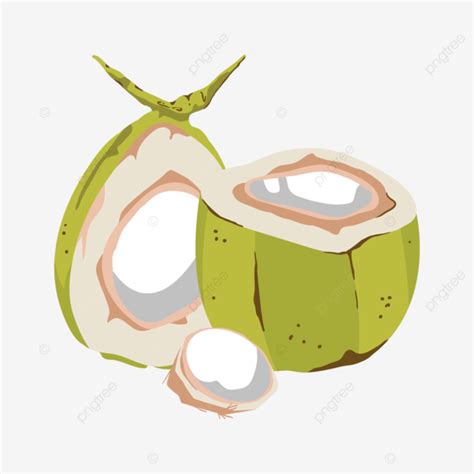 젊은 코코넛 그림 삽화 코코넛 만화 Png 일러스트 및 벡터 에 대한 무료 다운로드 Pngtree