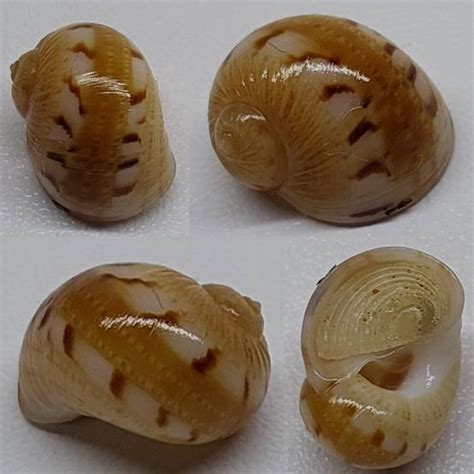 Glyphepithema Alapapilionis 3721064