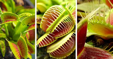 Venus Flytrap Care Full Sun And Pure Water For Thriving Plants