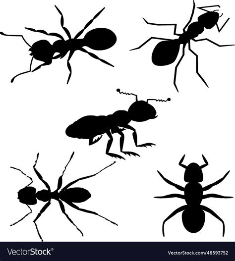 Ant Royalty Free Vector Image Vectorstock